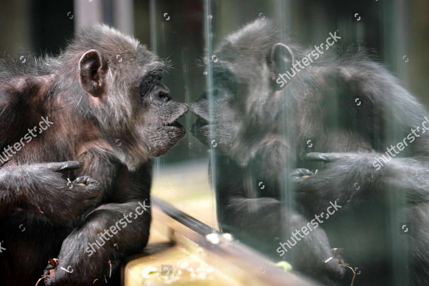 Chimp Looks Itself Reflected Glass Safari Editorial Stock Photo - Stock ...