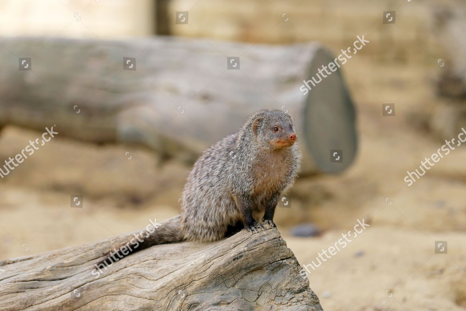 Banded Mongoose Inside Enclosure Tbilisi Zoo Editorial Stock Photo ...