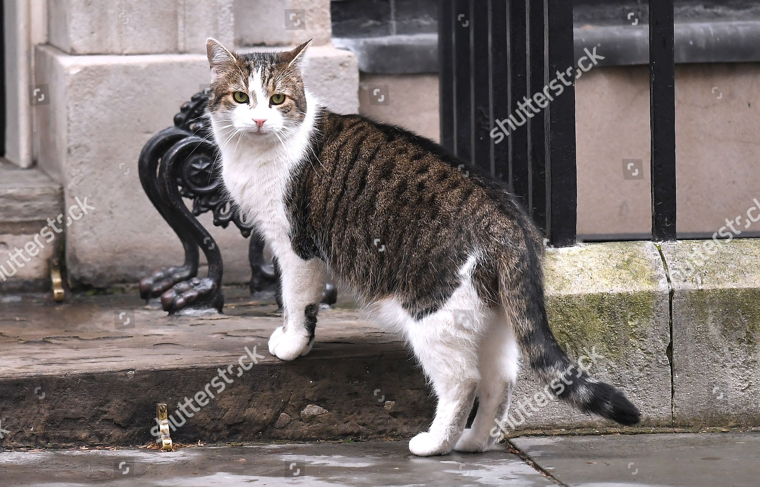 Larry Cat Editorial Stock Photo - Stock Image | Shutterstock