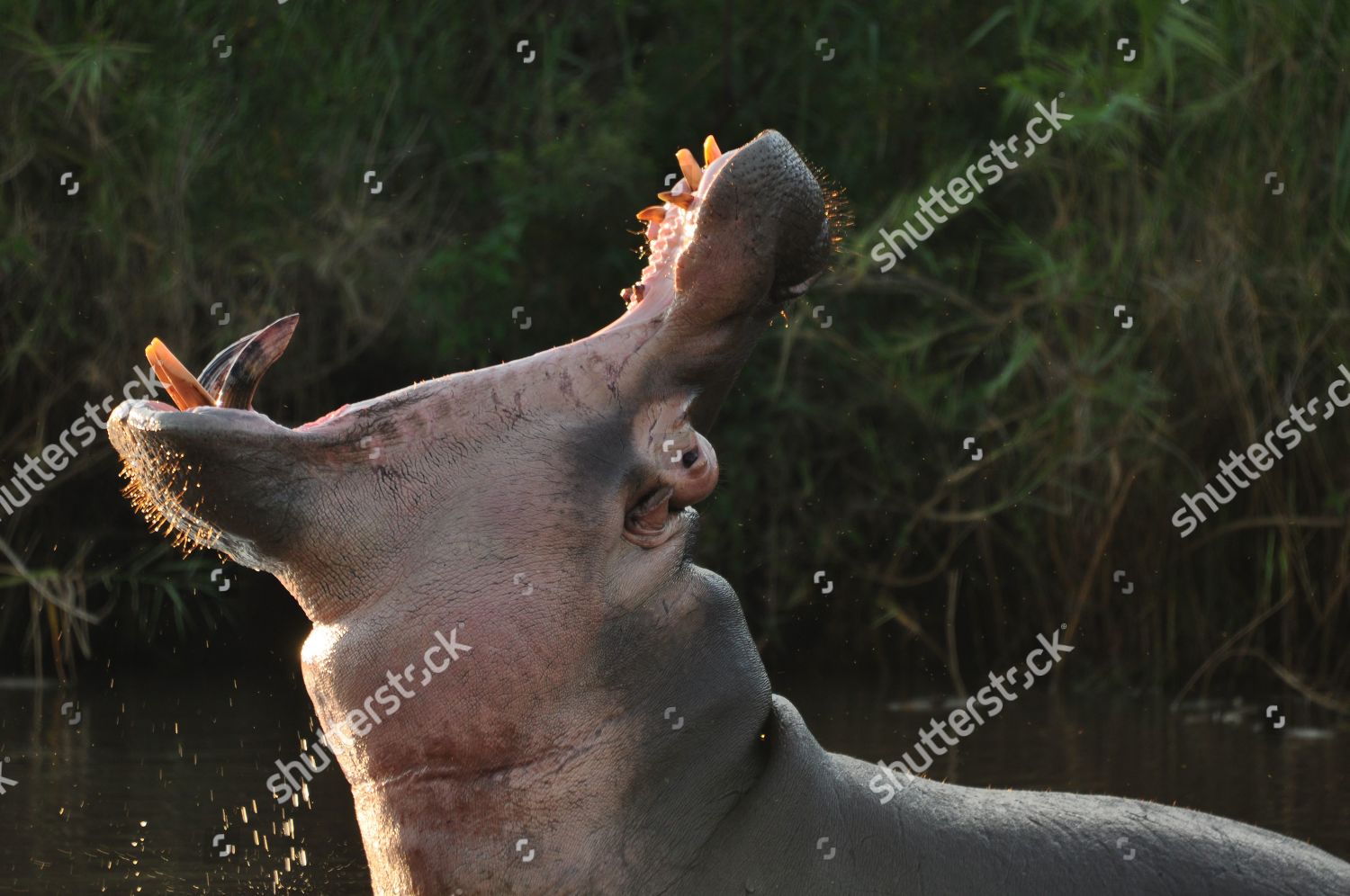 Hippo Bull Displaying Editorial Stock Photo - Stock Image | Shutterstock