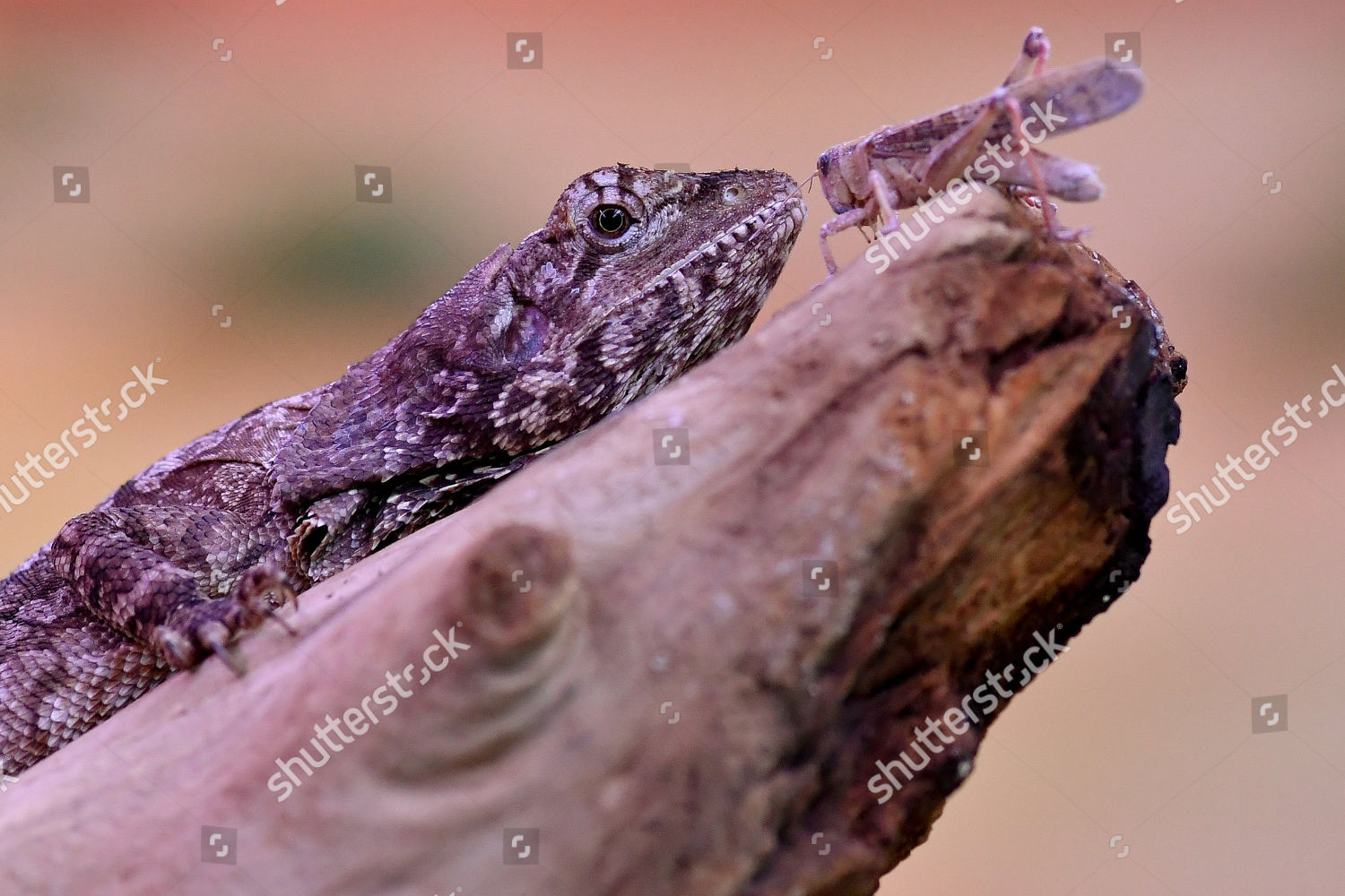 Locust Faces New Collar Lizard Chlamydosaurus Editorial Stock Photo ...