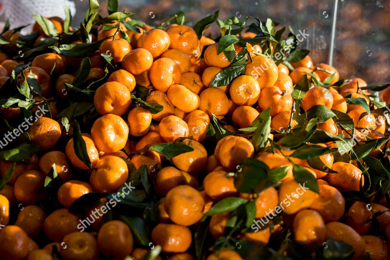 Chinese Clementines Beijing China 18 Dec Editorial Stock Photo - Stock ...