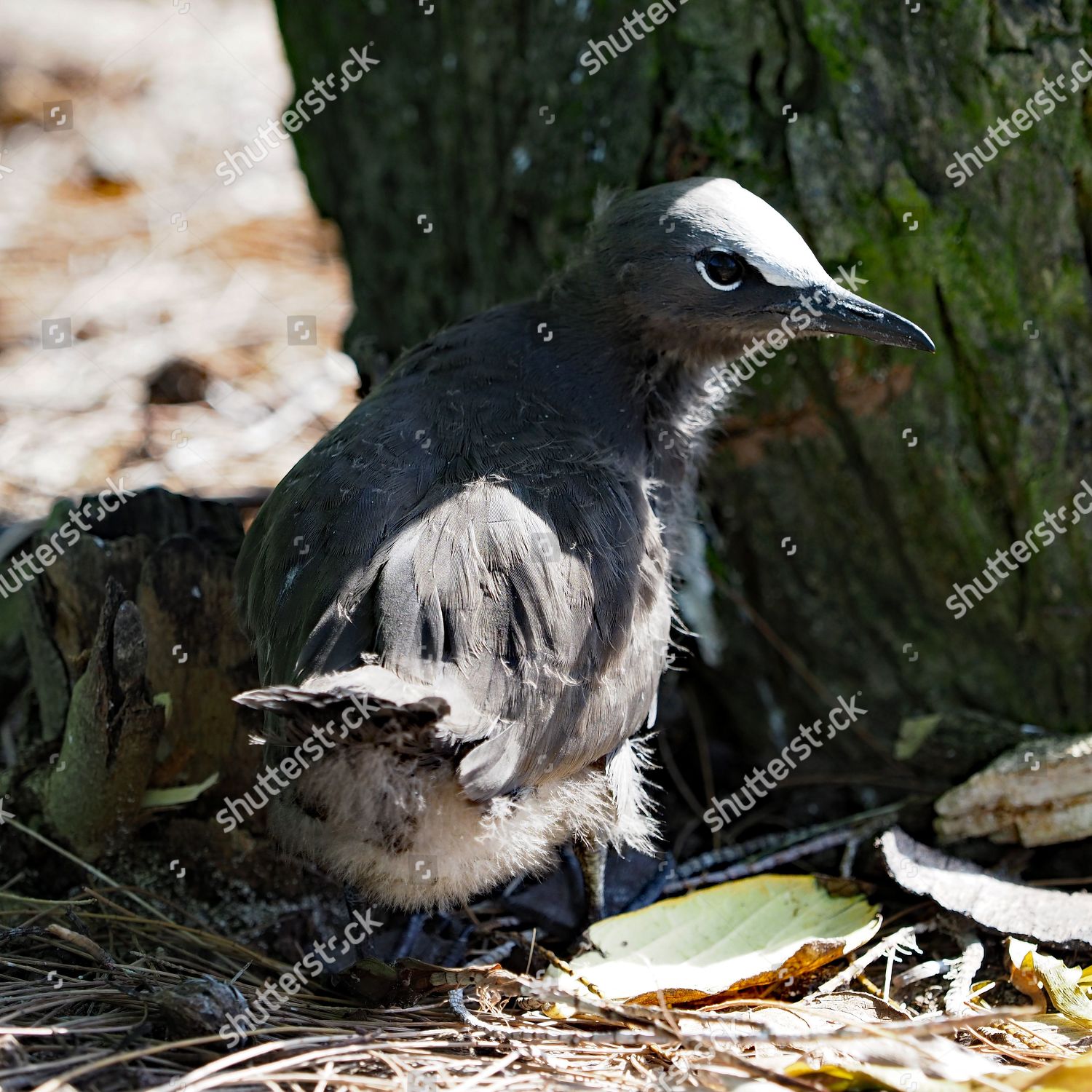 Lesser Noddy Anous Tenuirostris Chick Bird Editorial Stock Photo ...