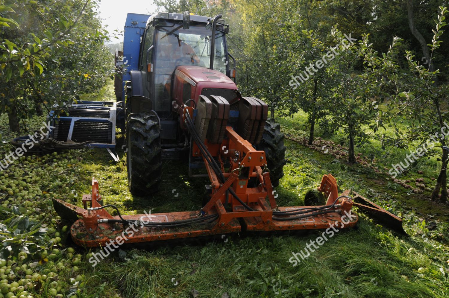 Tractor Apple Orchard Using Mechanical Harvester Editorial Stock Photo ...