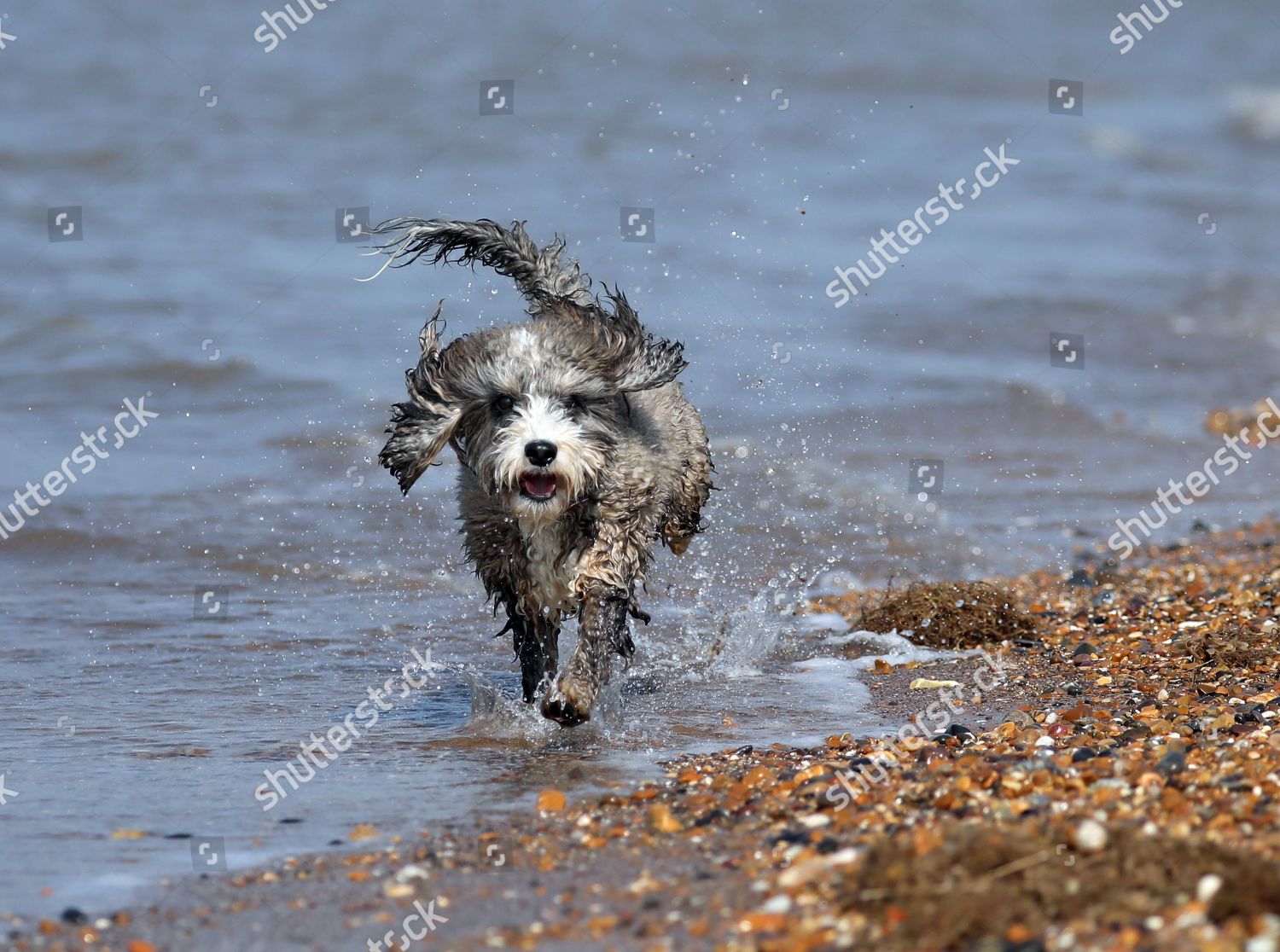 Cookie Cockapoo Dog Goes Run Sea Editorial Stock Photo - Stock Image ...