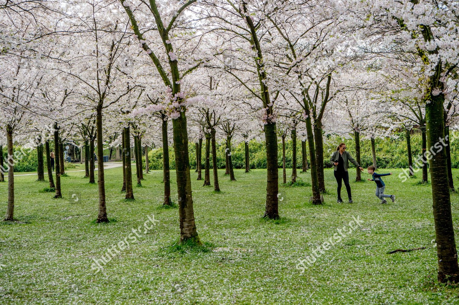 Cherry Blossom Park Amsterdamse Bos Full Editorial Stock Photo - Stock ...