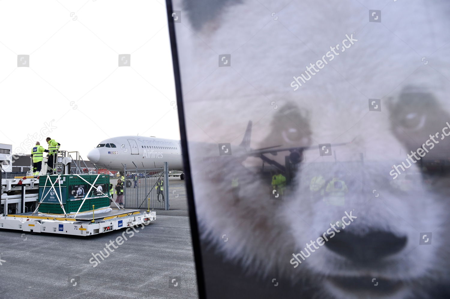 Boxes Carrying Two Giant Pandas Named Editorial Stock Photo - Stock ...