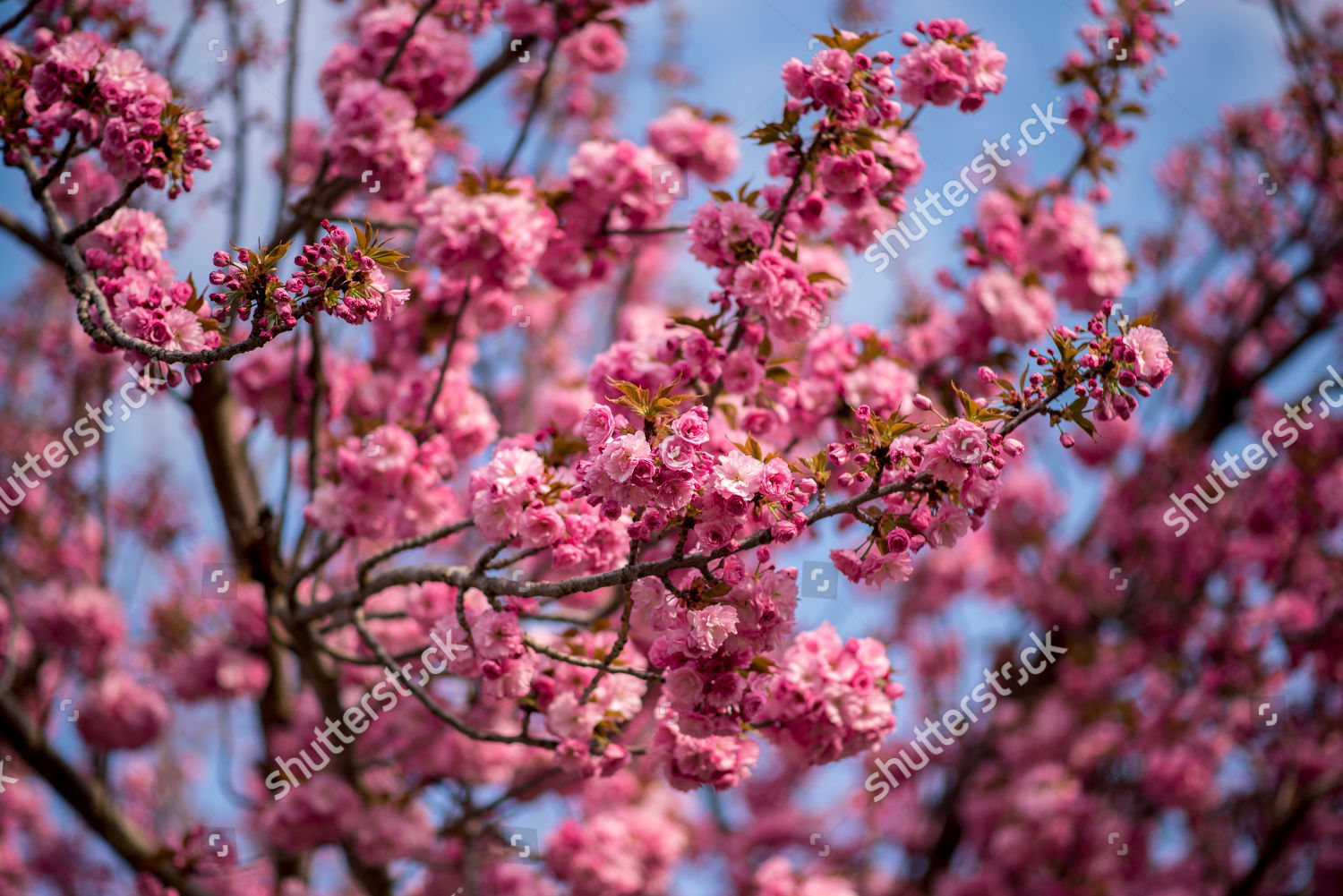 Japanese Cherry Prunus Serrulata Trees Bloom Editorial Stock Photo ...
