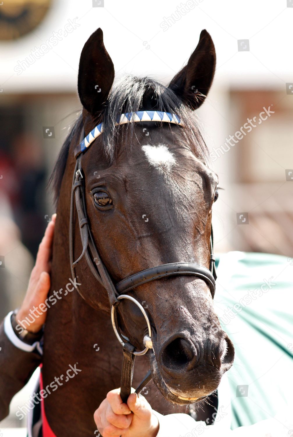 Mohaather After Watership Down Stud Greenham Editorial Stock Photo ...