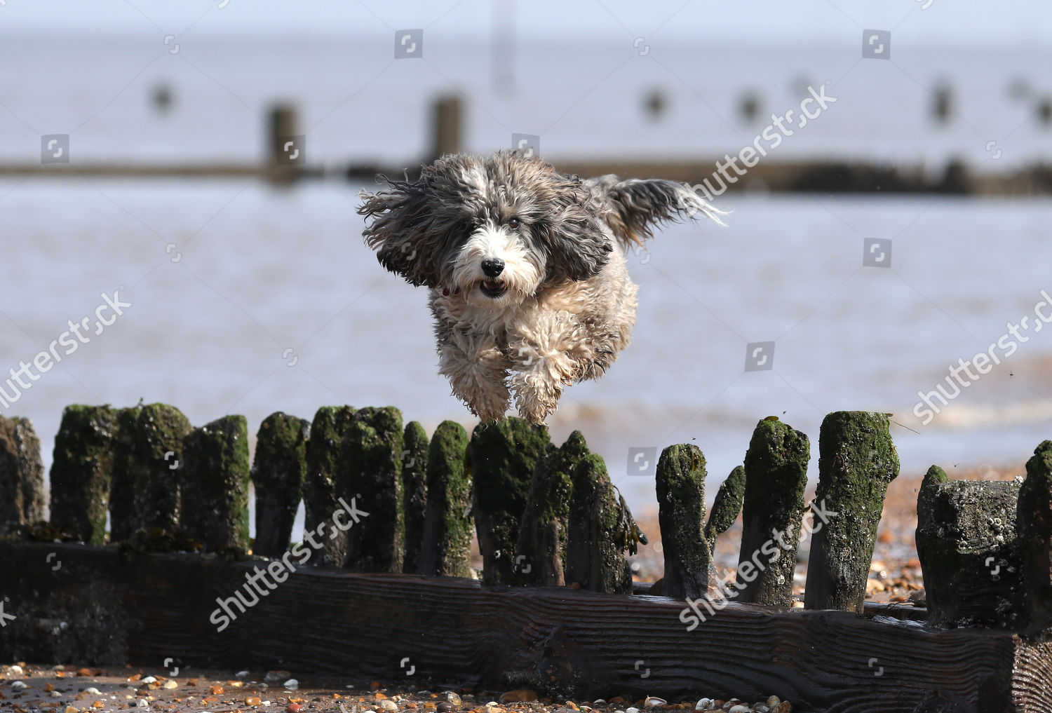 Cockapoo Dog Goes Run Along Beach Editorial Stock Photo - Stock Image ...