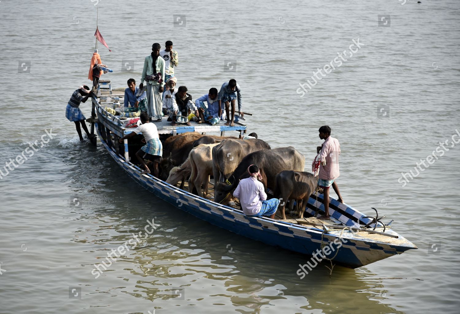 Traders Carry Cattle Boat Cross River Editorial Stock Photo - Stock ...