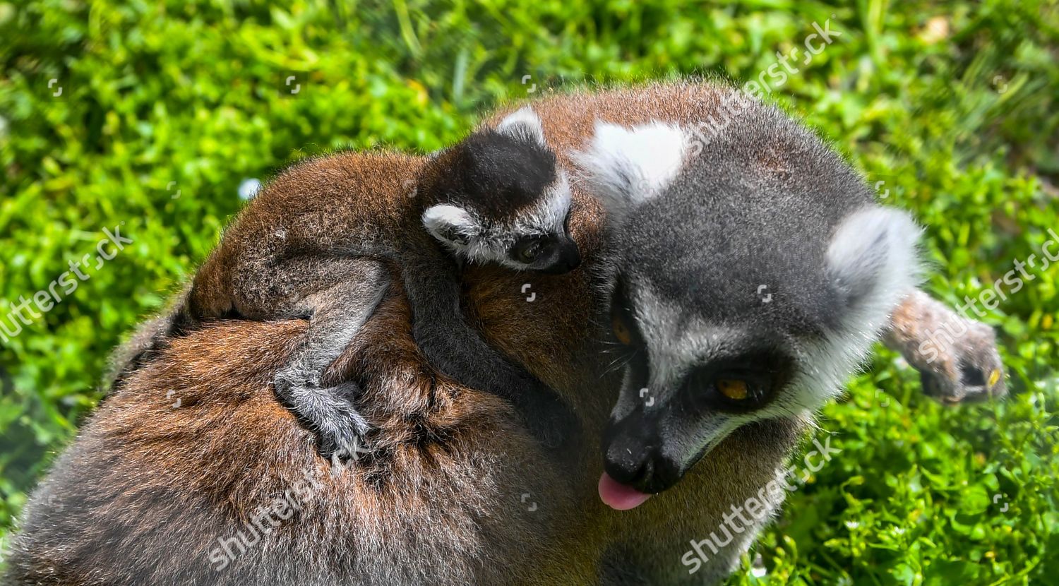Baby Lemur C Sits On His Editorial Stock Photo - Stock Image | Shutterstock