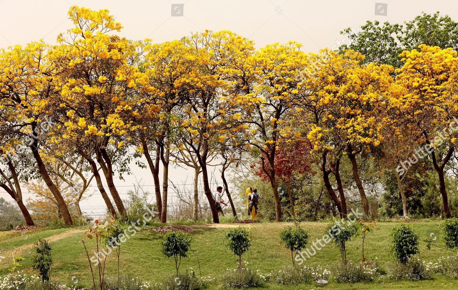 INDIAN FAMILY WALKS PAST BLOOMING TABEBUIA Editorial Stock Photo ...