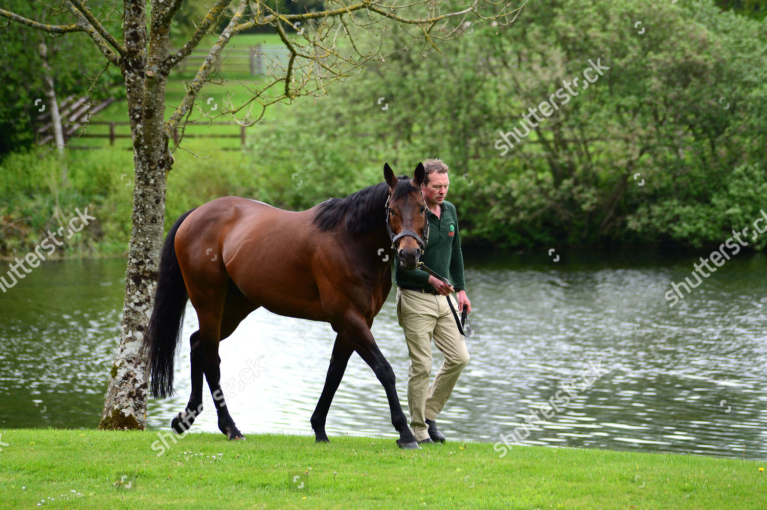 Gilltown Stud Stallion Sea Stars Pictured Editorial Stock Photo - Stock ...