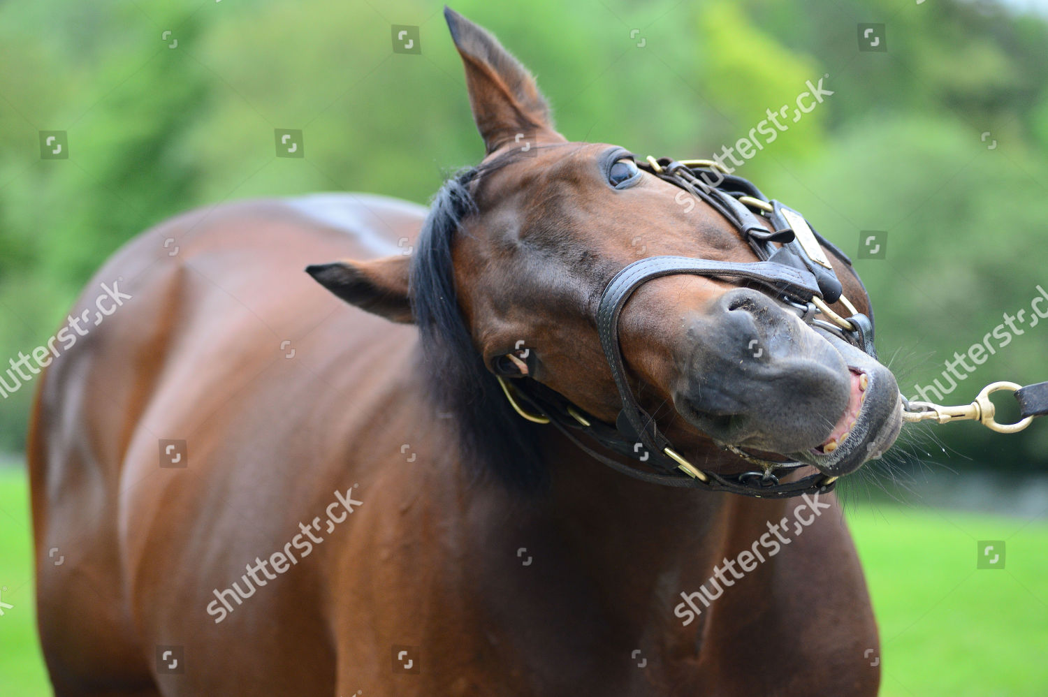 Gilltown Stud Stallion Sea Stars Pictured Editorial Stock Photo - Stock ...