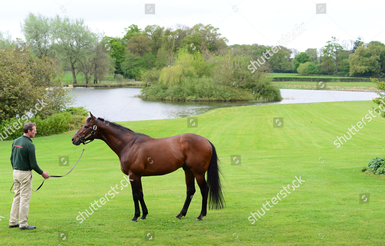 Gilltown Stud Stallion Sea Stars Pictured Editorial Stock Photo - Stock ...