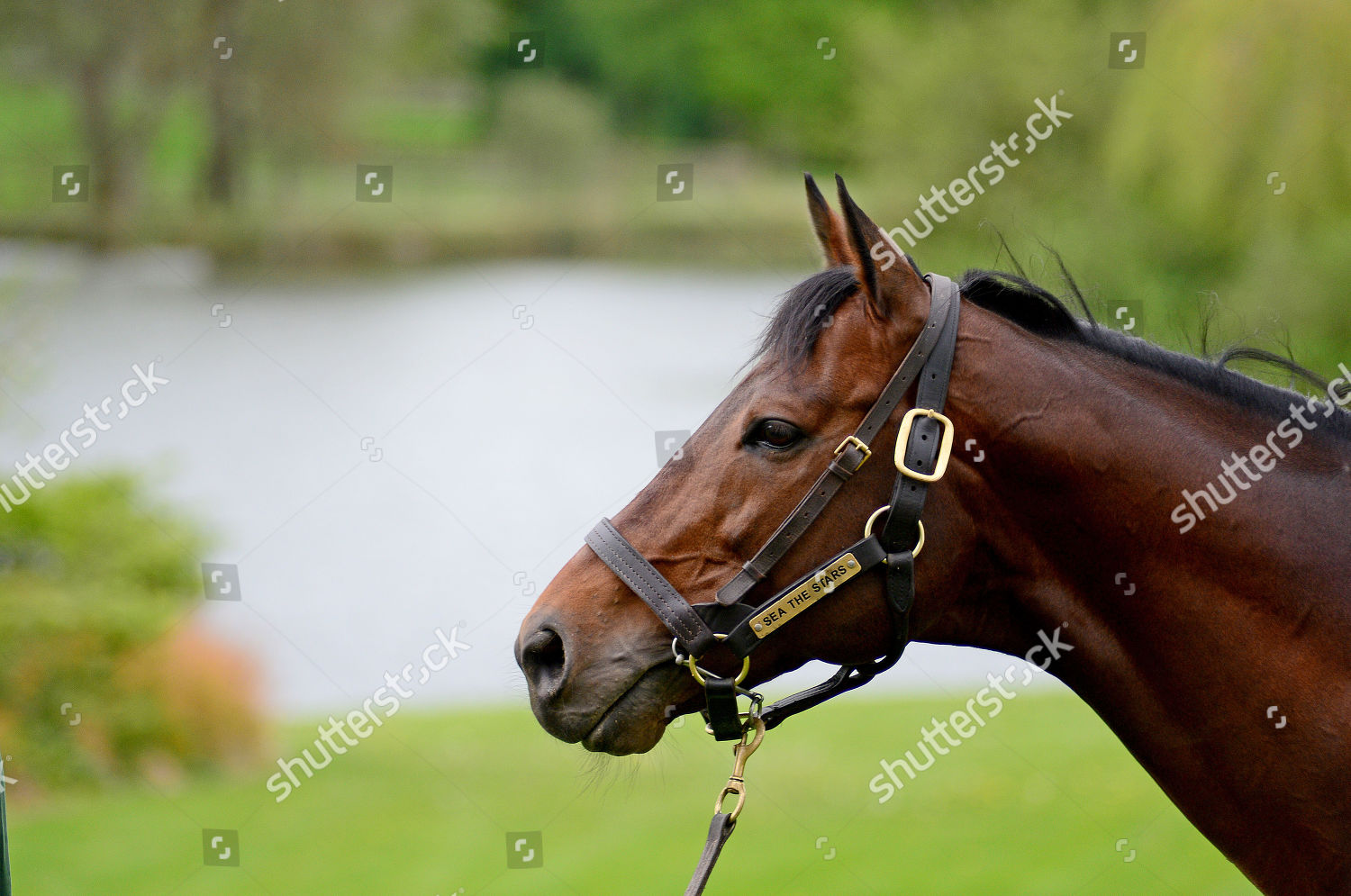 Gilltown Stud Stallion Sea Stars Pictured Editorial Stock Photo - Stock ...