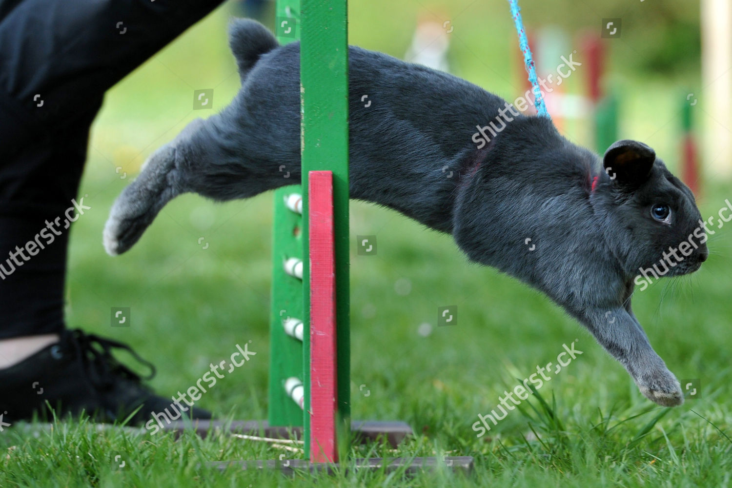 Rabbit Jumping Over Hurdles Editorial Stock Photo - Stock Image ...