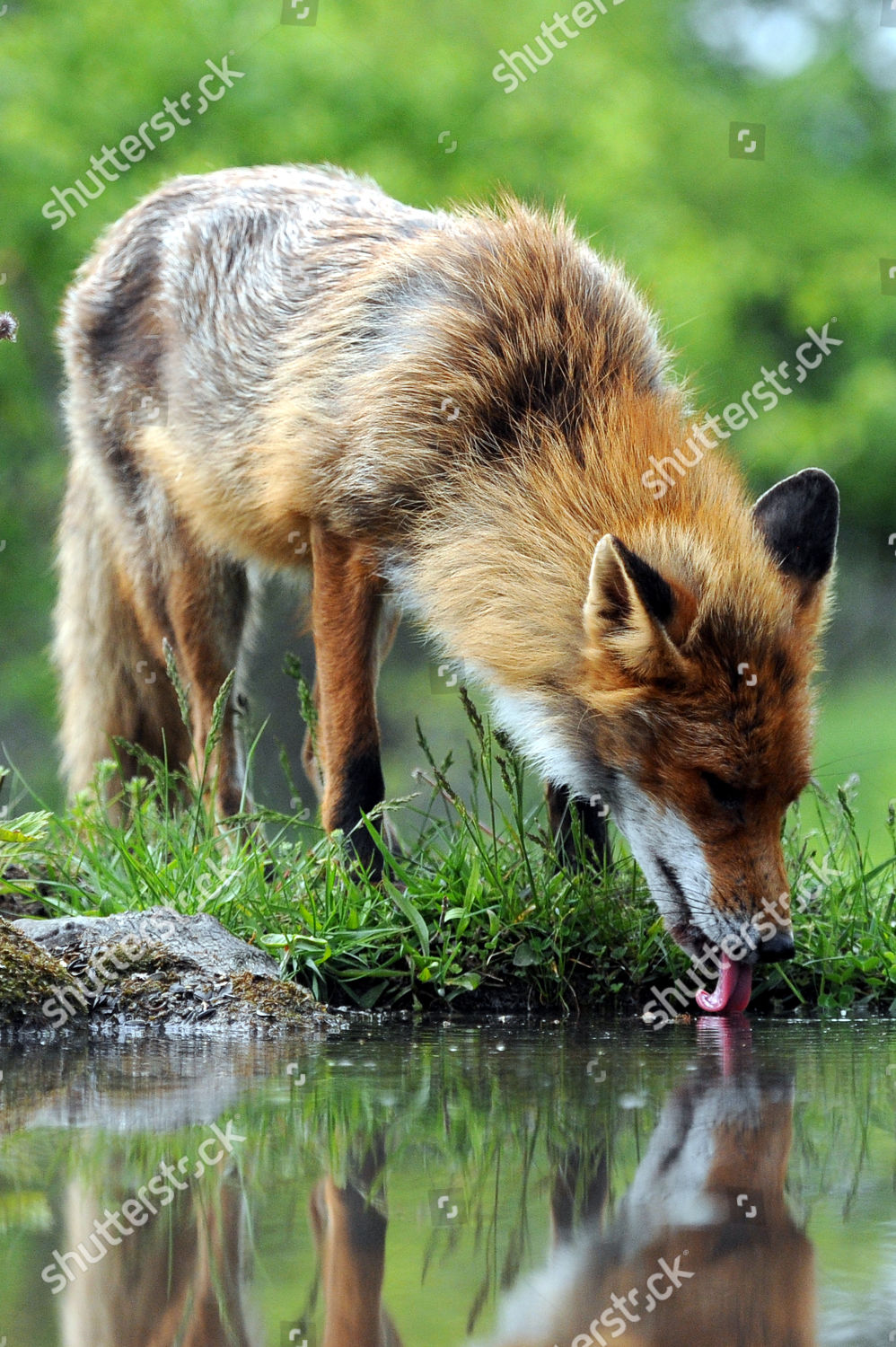 Red Fox Vulpes Vulpes Drinks Puddle Editorial Stock Photo - Stock Image ...