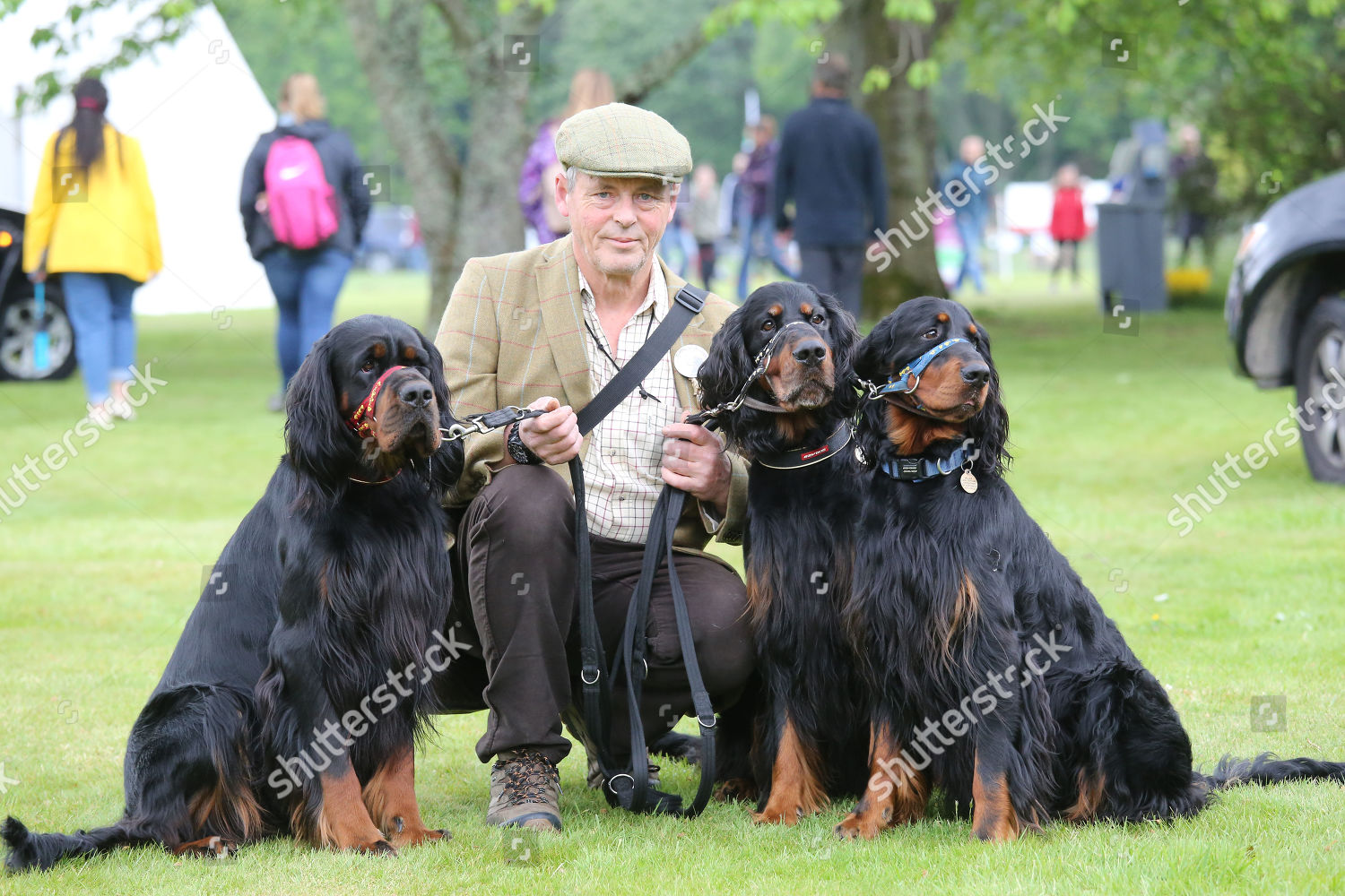 Hamish Miller His Gordon Setters Darcy Editorial Stock Photo - Stock ...