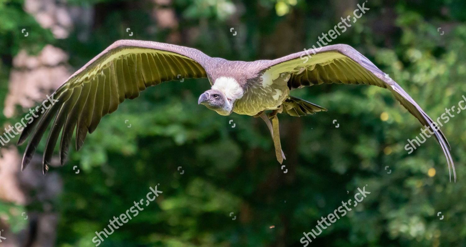 Common Griffon Gyps Fulvus Flies During Editorial Stock Photo - Stock ...