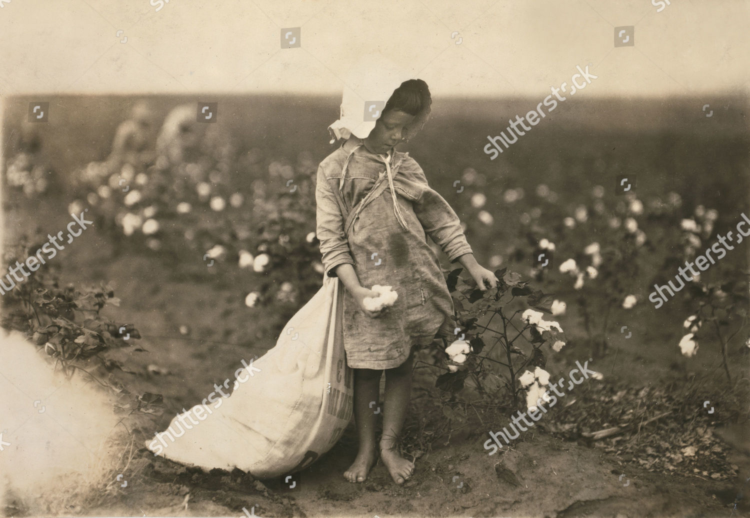 Child Labor Young Girl Picking Cotton Editorial Stock Photo - Stock ...