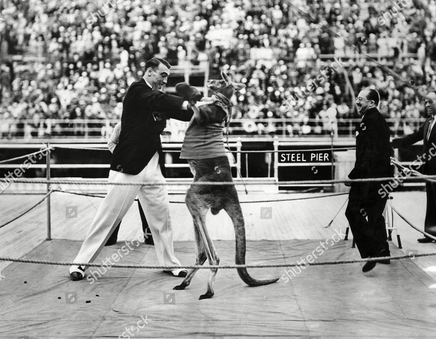 Heavyweight Champion Primo Carnera Boxing Kangaroo Editorial Stock ...