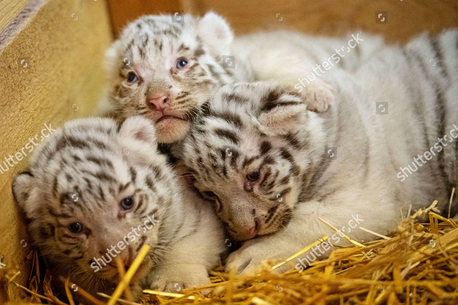 White Bengal Tiger Cubs Pictured White Editorial Stock Photo - Stock ...