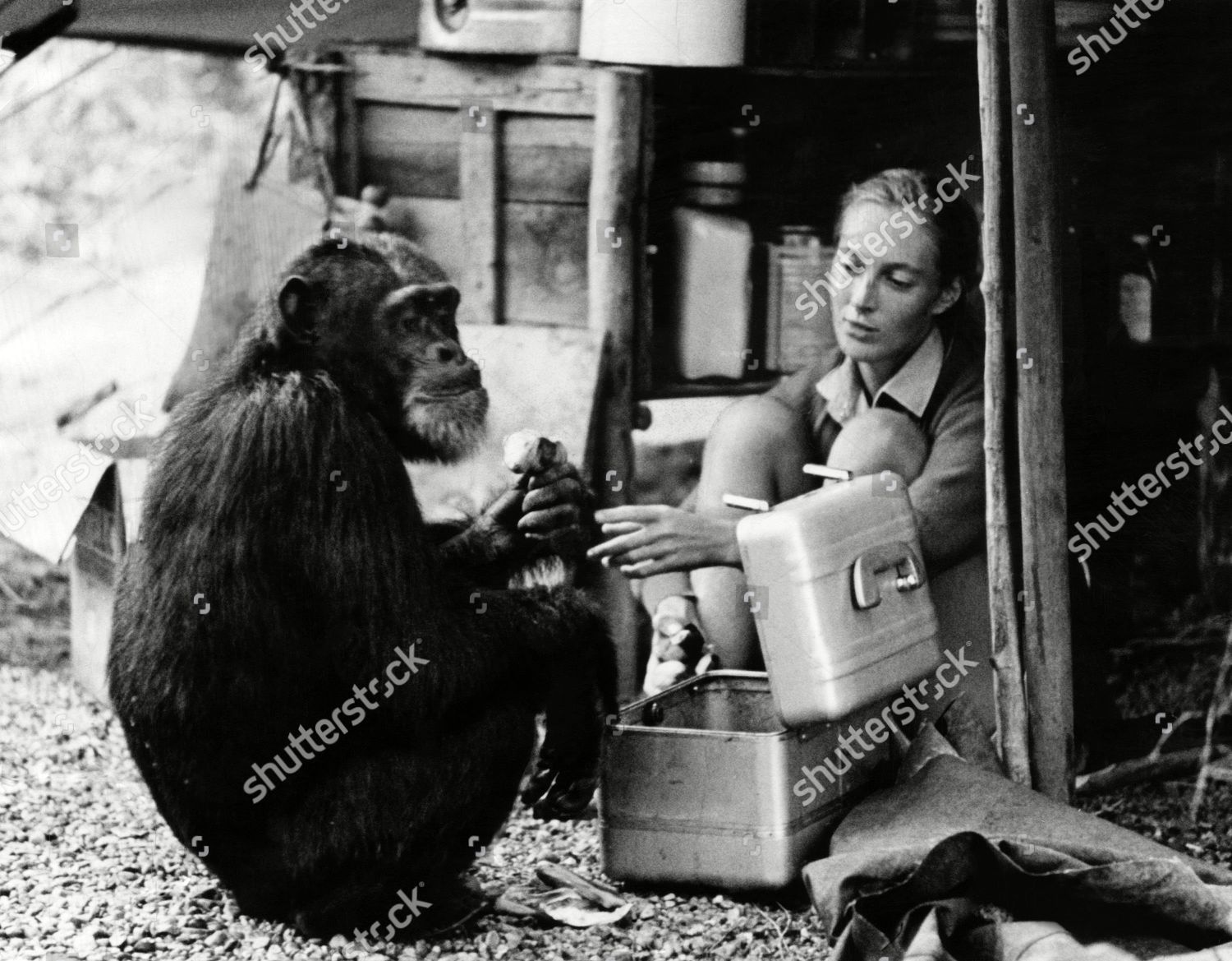 Jane Goodall Chimpanzee David Greybeard 1965 Editorial Stock Photo ...