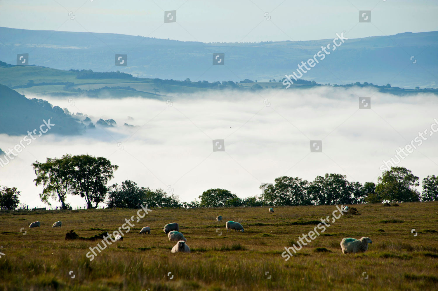 Sheep Seen On Mynydd Epynt Moorland Editorial Stock Photo - Stock Image ...