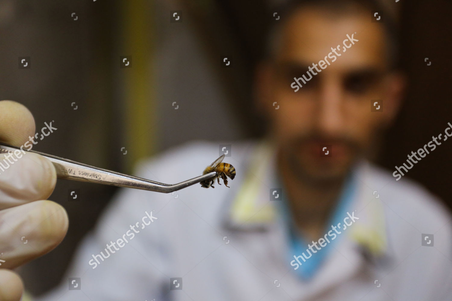 Palestinian Patient Receives Beesting Therapy By Editorial Stock Photo ...