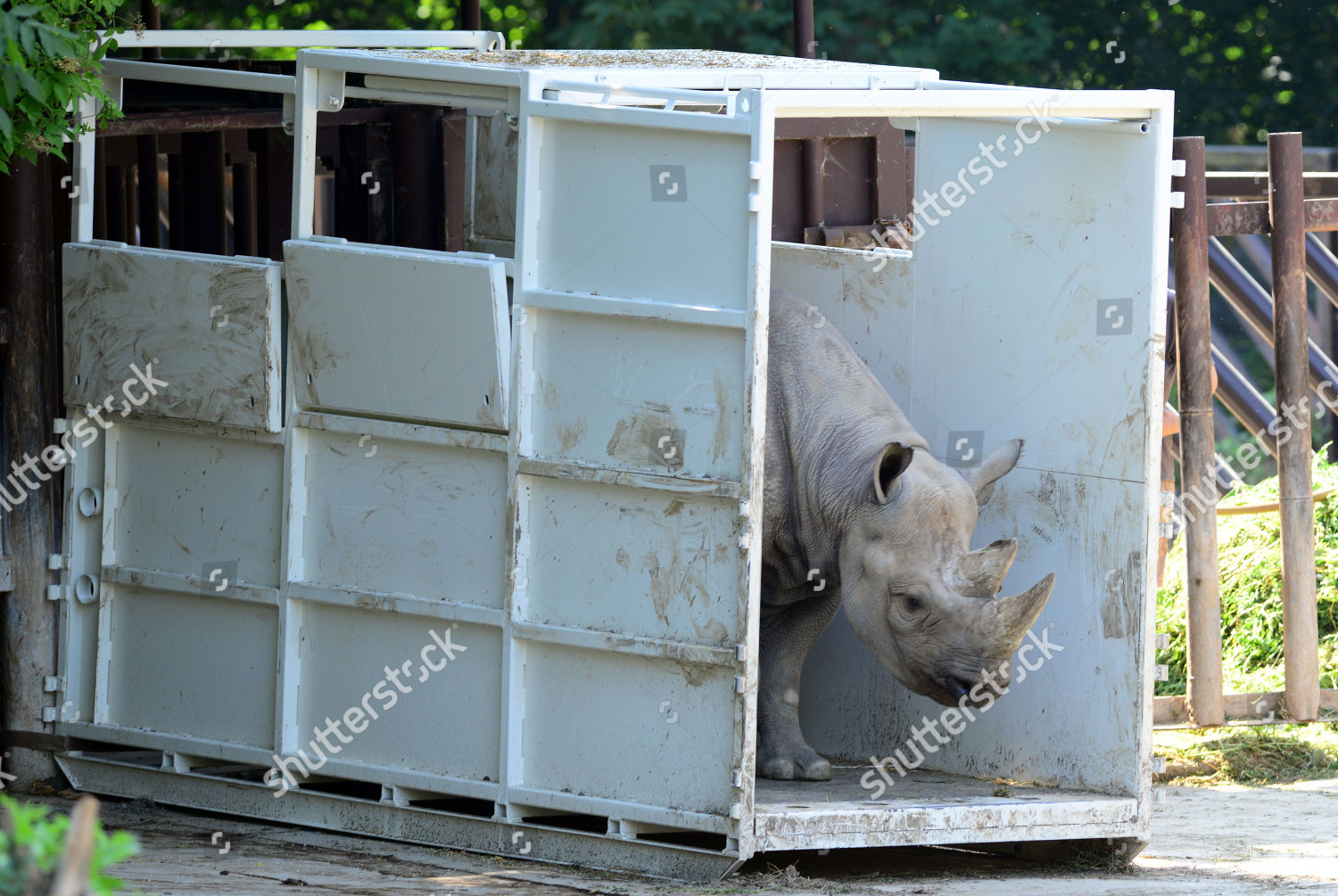 Black Rhino Transport Crate Editorial Stock Photo - Stock Image ...