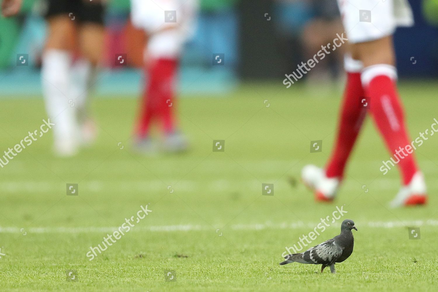 Pigeon On Pitch During Game Editorial Stock Photo - Stock Image ...