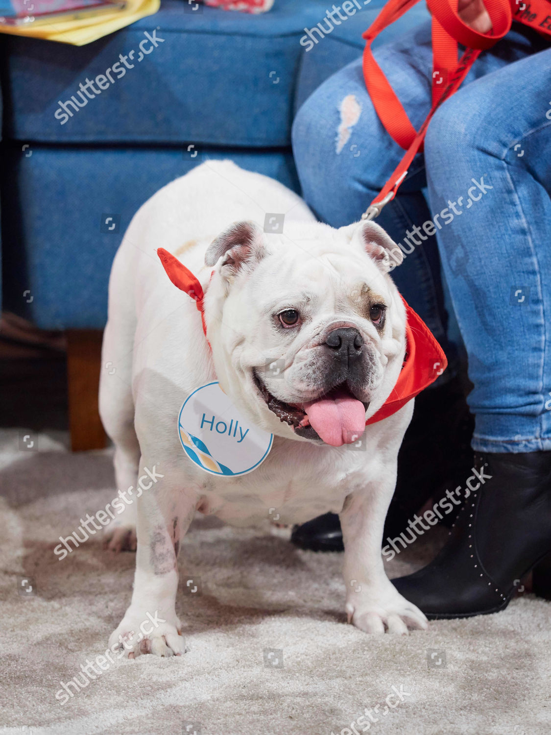 Holly Bulldogs Editorial Stock Photo - Stock Image | Shutterstock