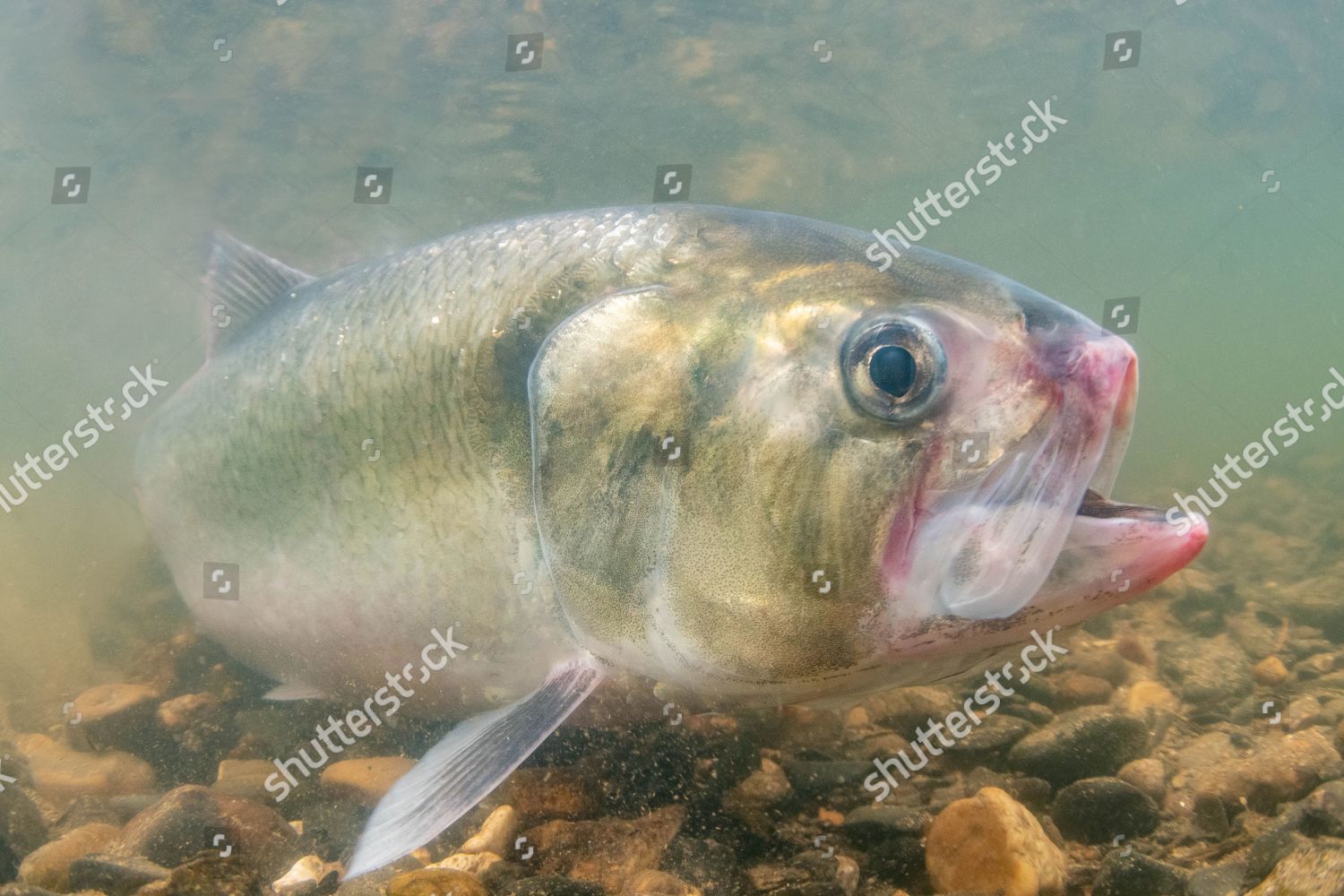 Fish 53 Allis Shad South West Editorial Stock Photo - Stock Image ...