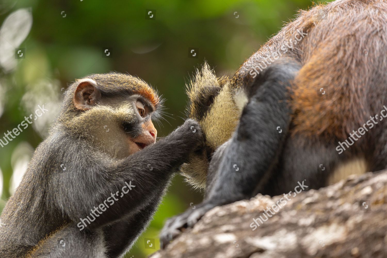 Female Red Eared Monkey Grooms Male Editorial Stock Photo - Stock Image ...