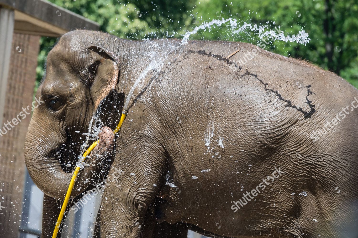Asian Elephant Holds Water Hose His Editorial Stock Photo - Stock Image ...
