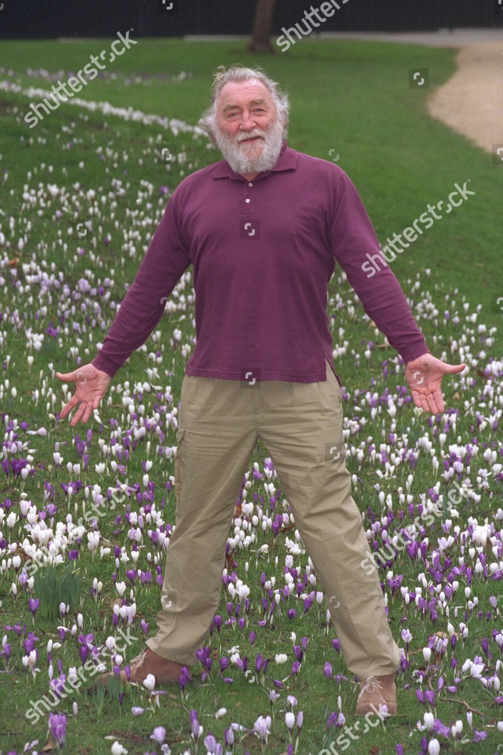 Dr David Bellamy Pictured Amongst Crocus Editorial Stock Photo - Stock ...