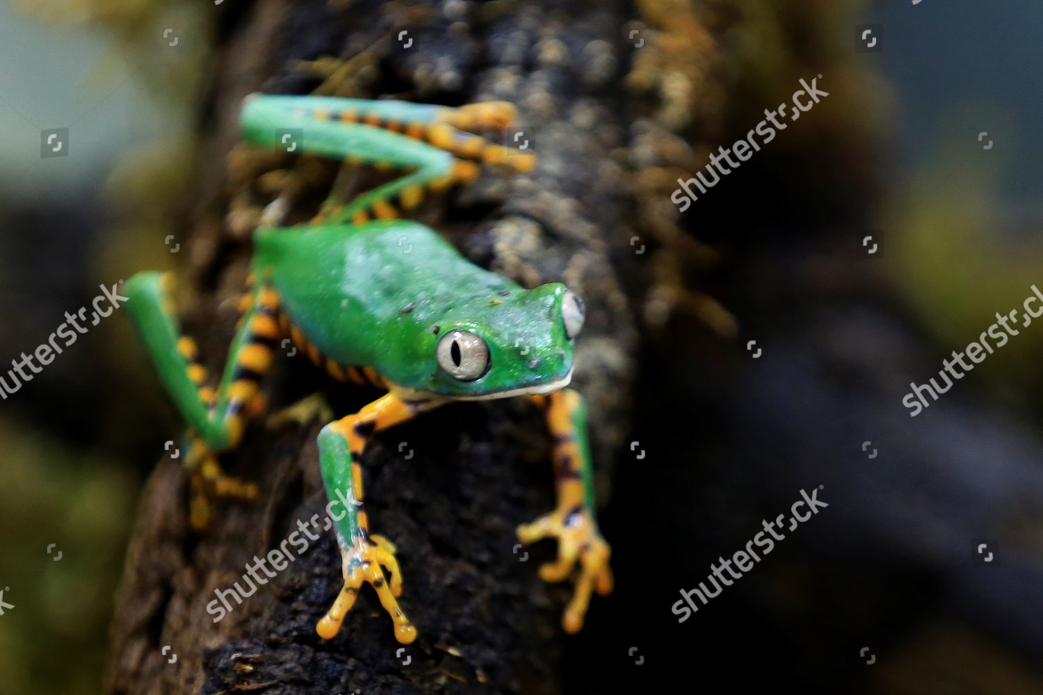 Frog Pictured Pond Frogs Laboratory Quito Editorial Stock Photo - Stock ...