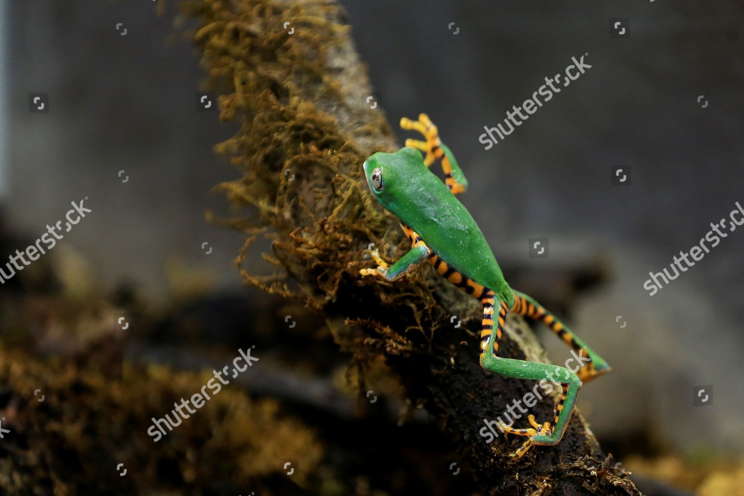 Frog Pictured Pond Frogs Laboratory Quito Editorial Stock Photo - Stock ...