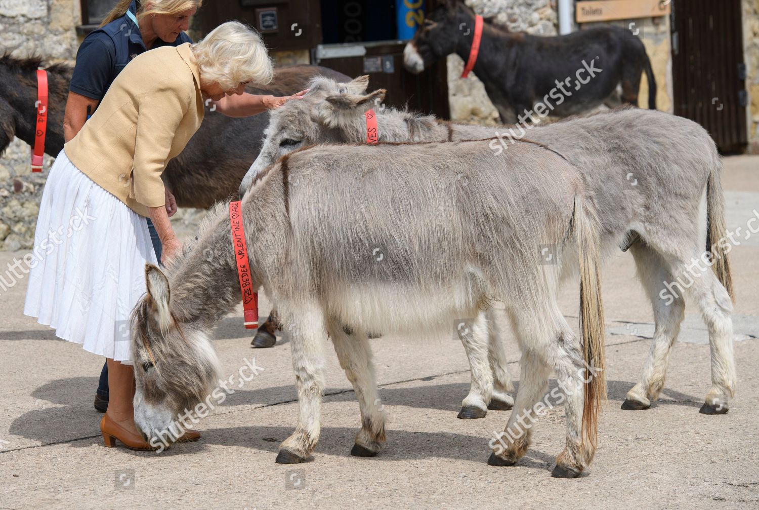 Camilla Duchess Cornwall Visits Donkey Sanctuary Editorial Stock Photo ...
