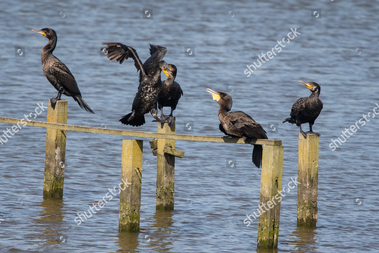 Cormorant Looks Like Walking On Balance Editorial Stock Photo - Stock ...