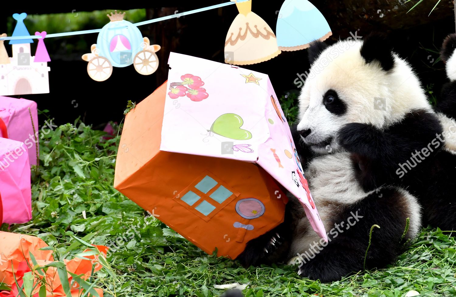 18 Baby Pandas Playing Their One Editorial Stock Photo - Stock Image ...
