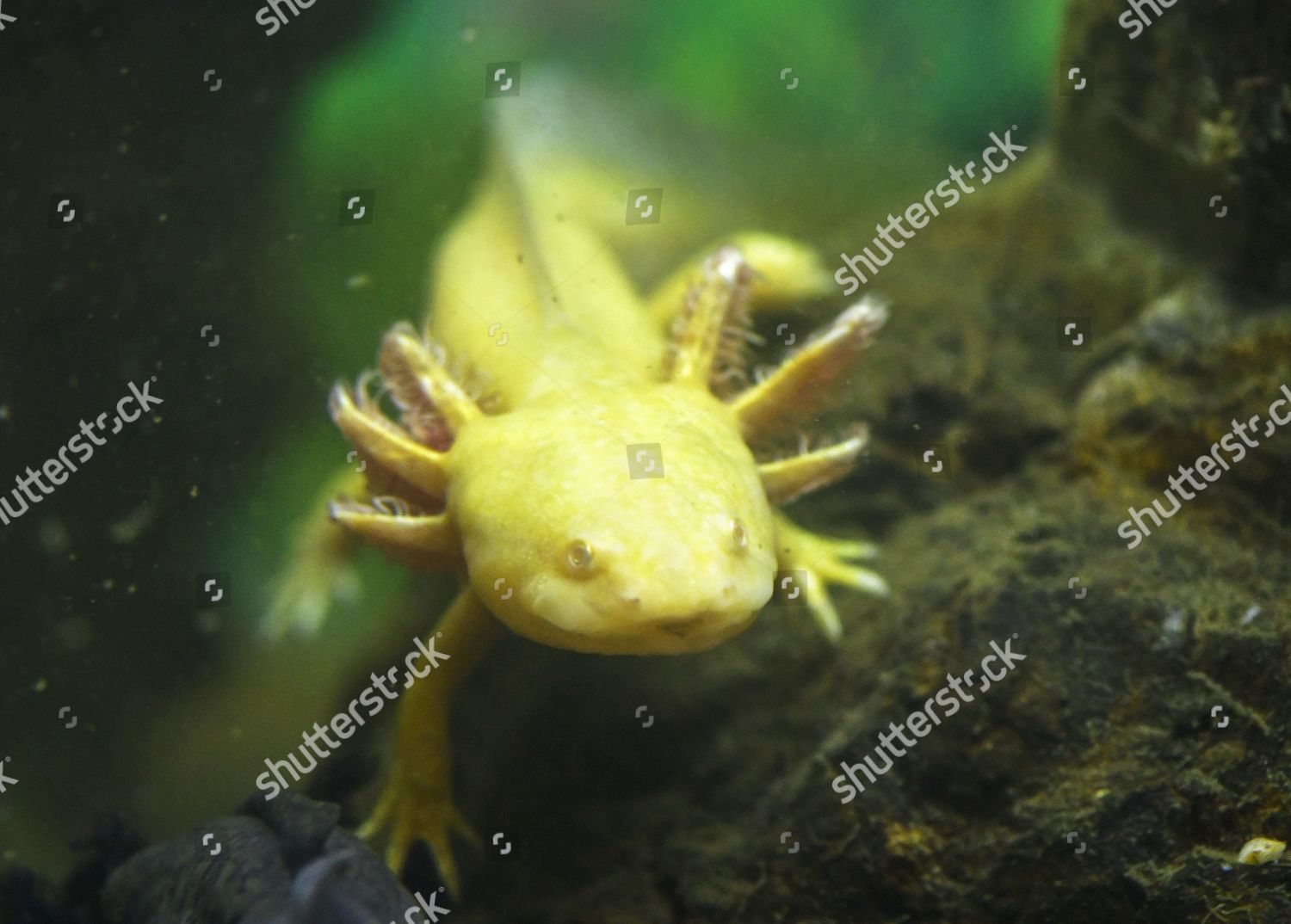 Detail Amphibian Kaiser Salamander Fish Tank Editorial Stock Photo ...