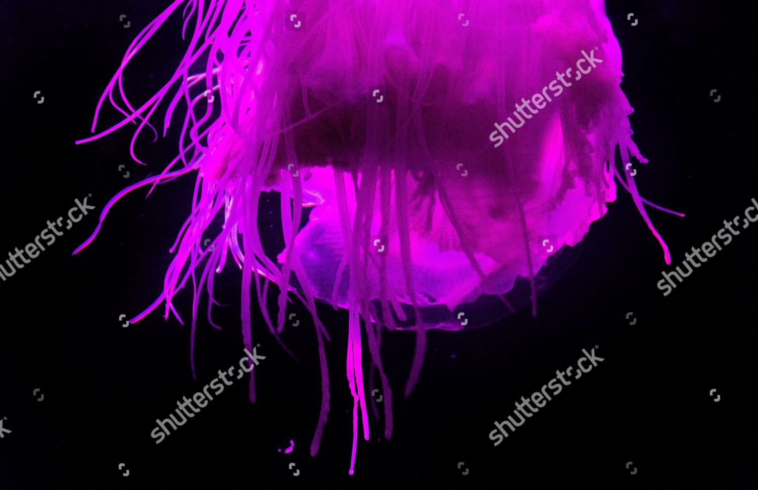 Extremely Rare Pink Meanie Jellyfish On Editorial Stock Photo - Stock ...