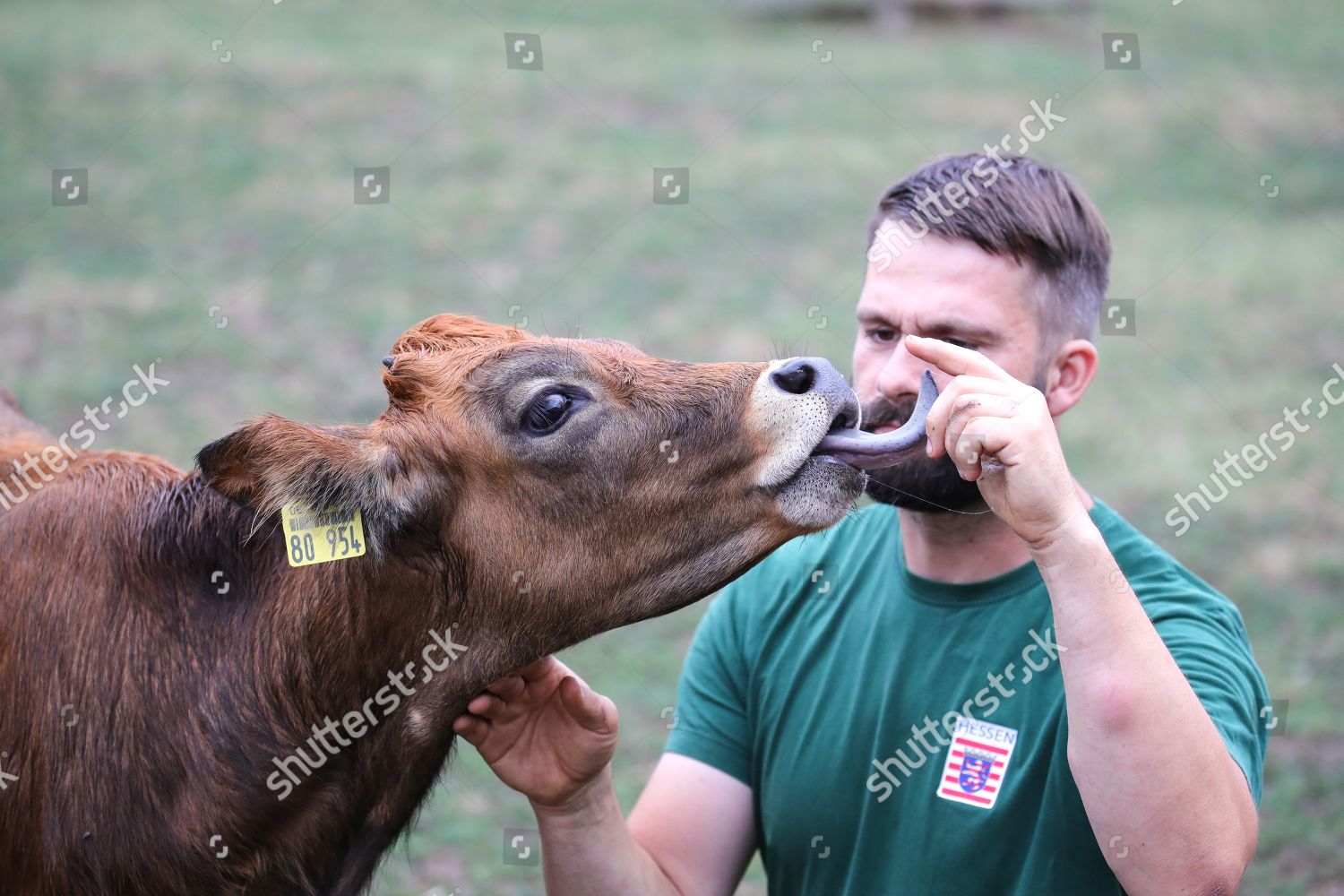 Auerrind Calf Ciara Play Her Pasture Editorial Stock Photo - Stock ...