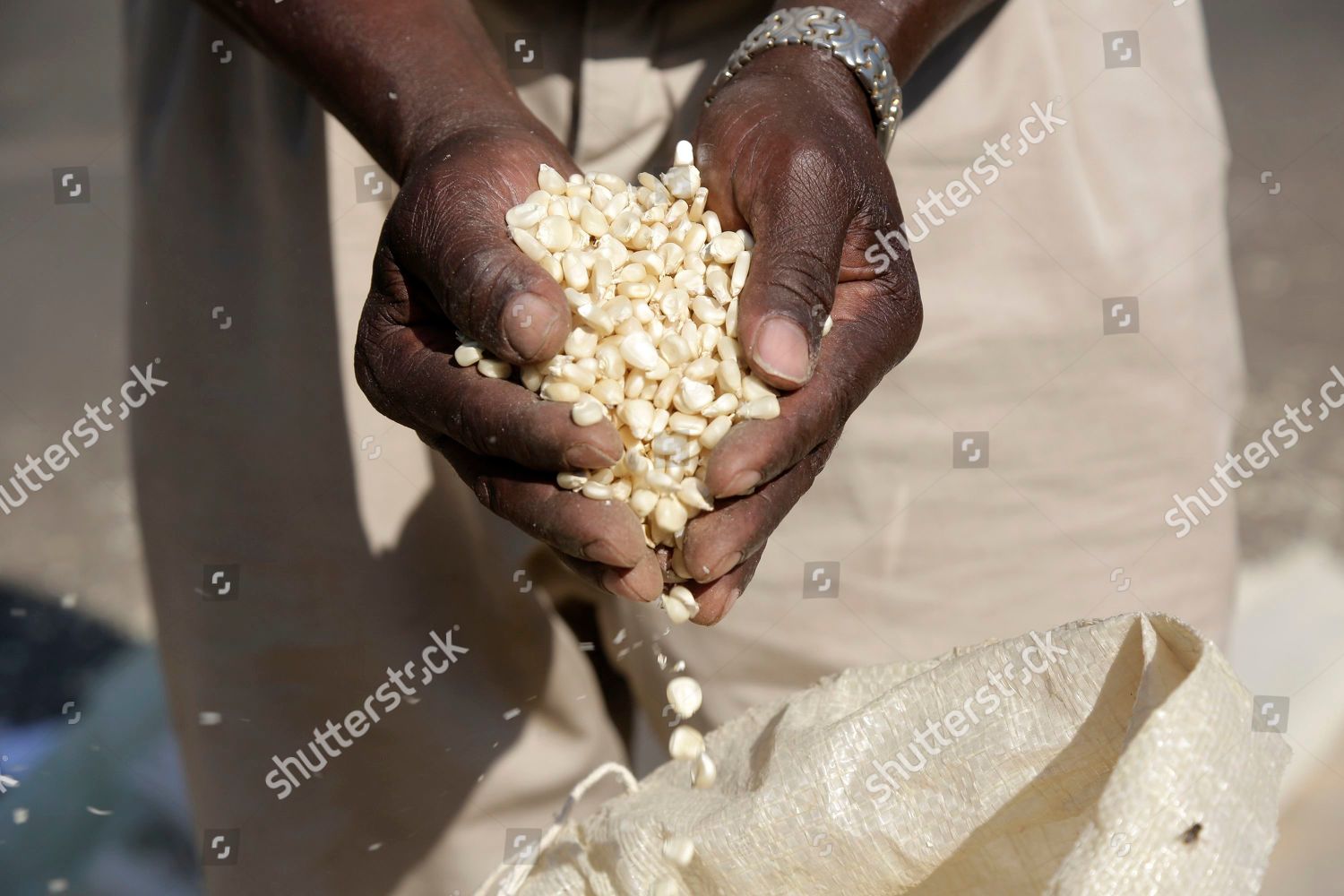 Man Holds Maize Grains His Hands Editorial Stock Photo - Stock Image ...