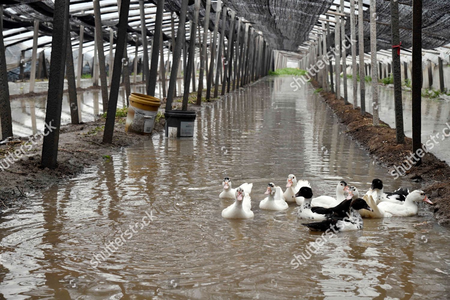 Vegetable Greenhouse Flooded Due Heavy Rainstorms Editorial Stock Photo ...