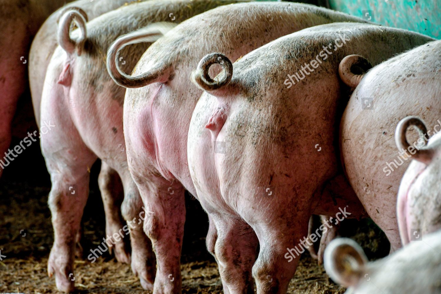 Pigs Stand Airconditioned Outdoor Stables Straw Editorial Stock Photo ...