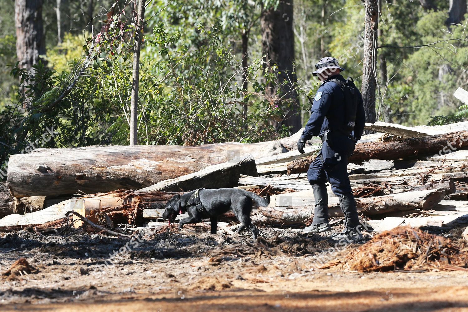 Police Officer Dog Investigates Sawmill On Editorial Stock Photo ...